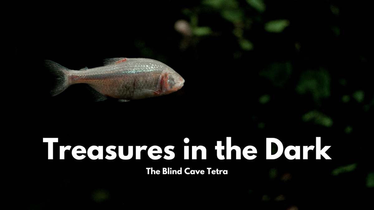 Treasures in the Dark- The Blind Cave Tetra (Astyanax mexicanus ...