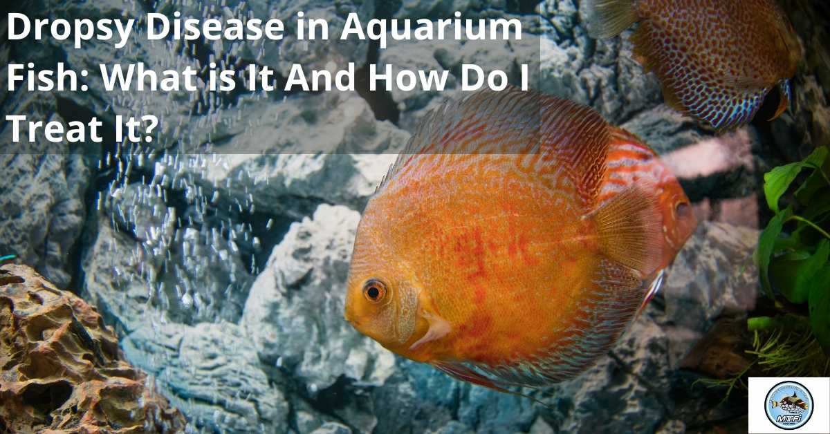 Dropsy Disease in Aquarium Fish: What is It And How Do I Treat It ...