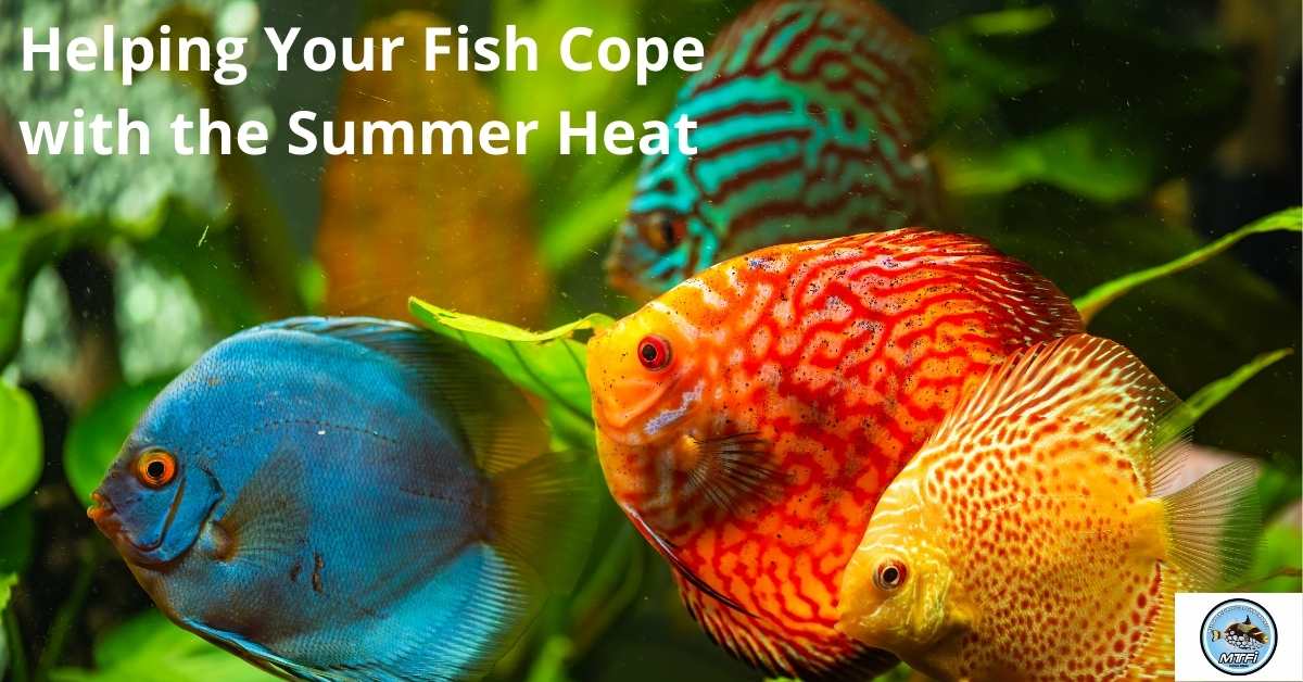 Helping Your Fish Cope with the Summer Heat – Melbourne Tropical Fish