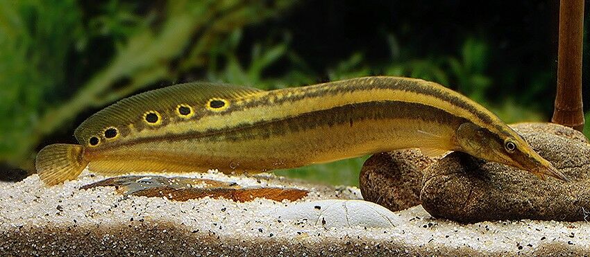Giant Spiny Eels Macrognathus siamensis – Melbourne Tropical Fish