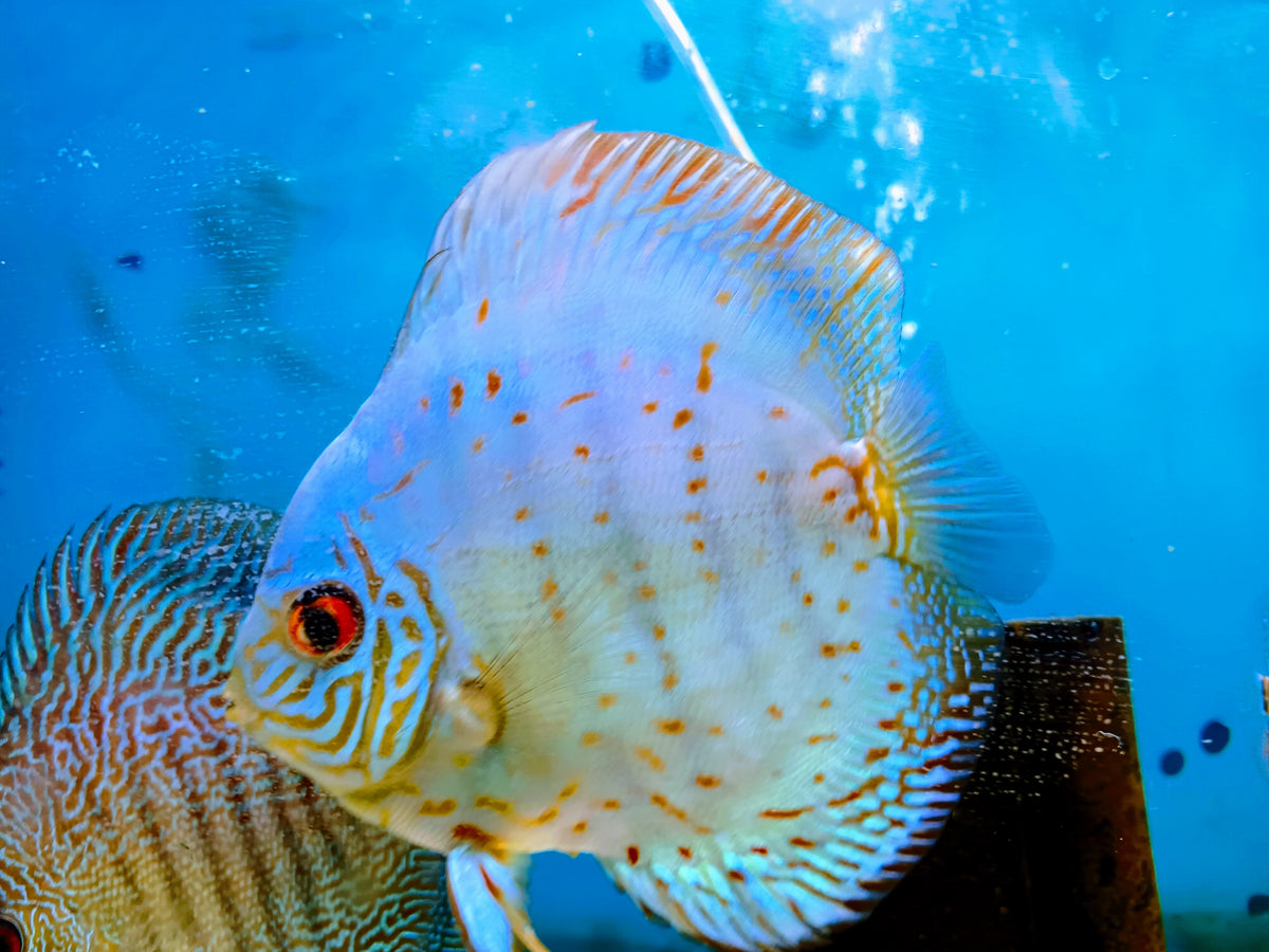 Discus Fish For Sale - Quality Discus Fish By Melbourne Tropical Fish