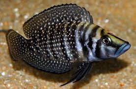 Lake Tanganyika Cichlids – Melbourne Tropical Fish