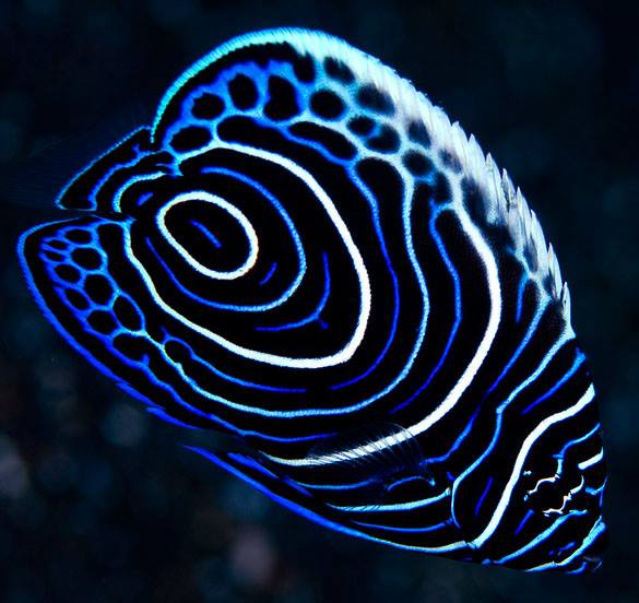 Marine Fish – Tagged "Marine fish"– Melbourne Tropical Fish