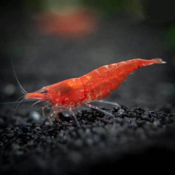 Shrimp – Melbourne Tropical Fish