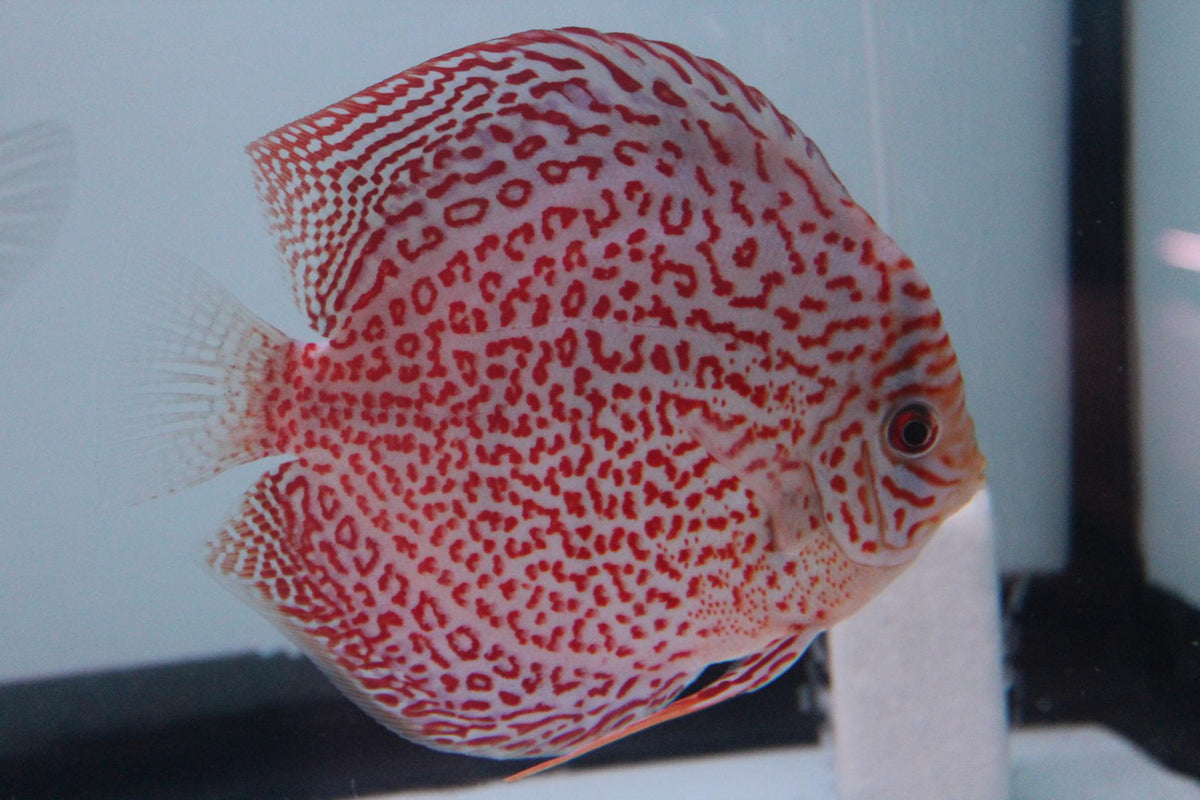 Super Ring Leopard Discus 10cm – Melbourne Tropical Fish
