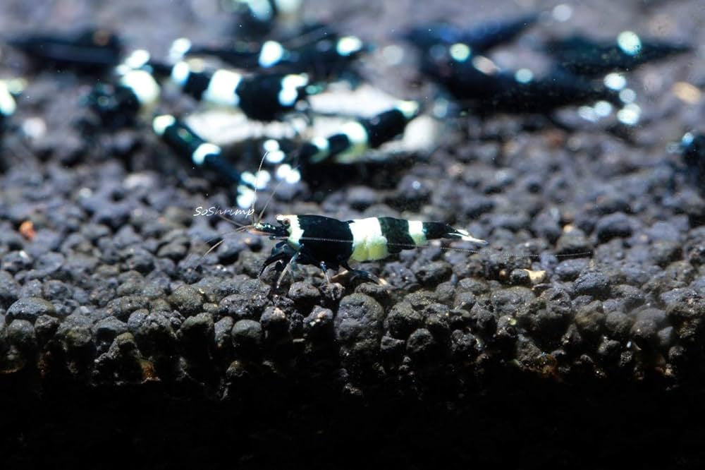 Black Panda Shrimp – Melbourne Tropical Fish