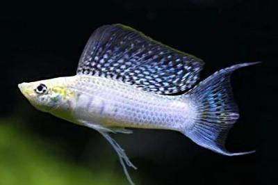 Molly Silver Lyretail – Melbourne Tropical Fish