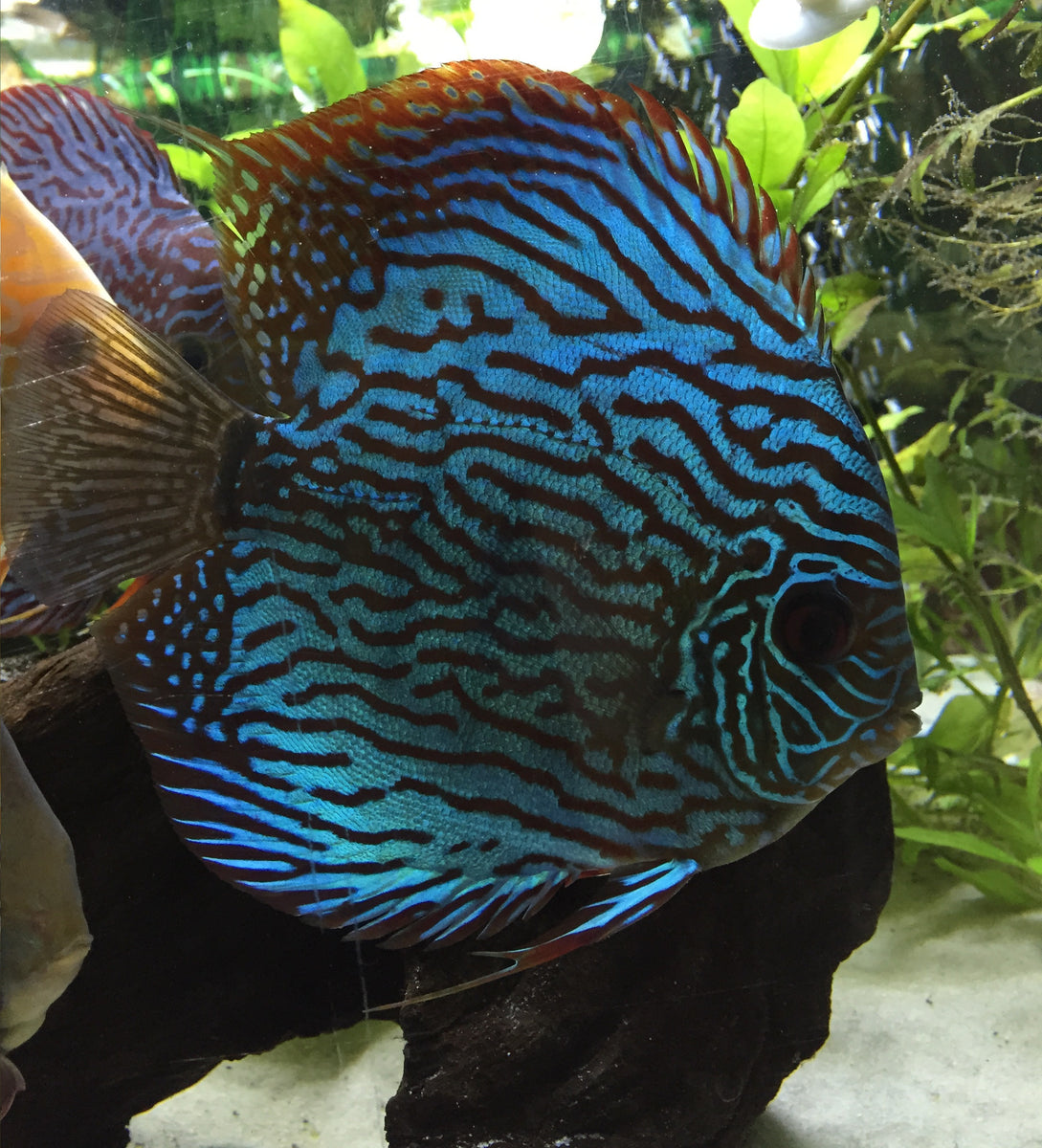 Discus Flora Turquoise – Melbourne Tropical Fish