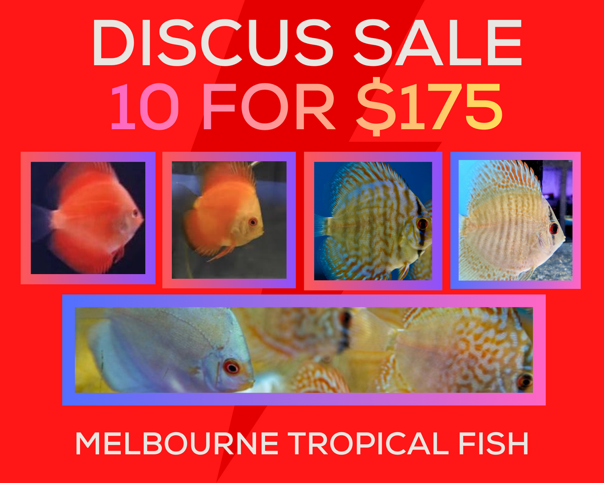 DIscus Fish 5-6cm 10 for $175 – Melbourne Tropical Fish