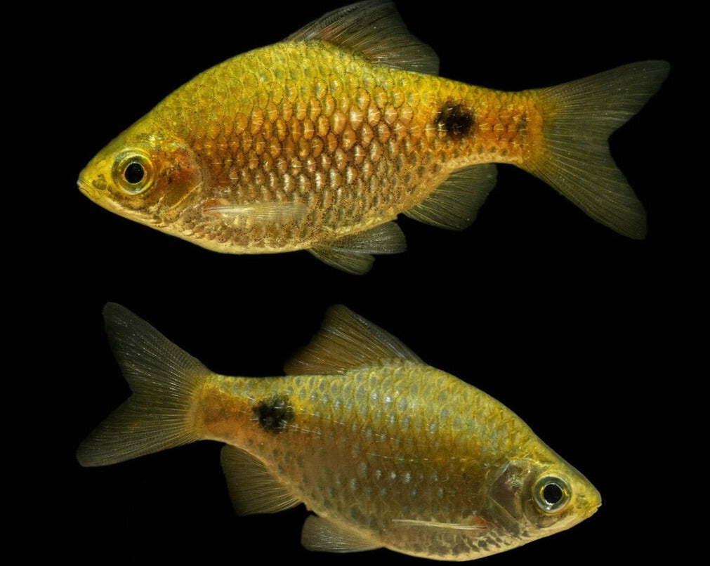 Feeder Fish Barb – Melbourne Tropical Fish