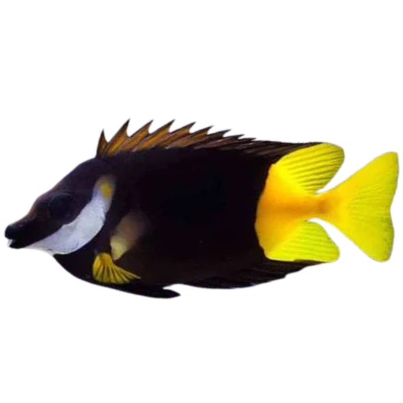Fiji Foxface Rabbitfish – Melbourne Tropical Fish