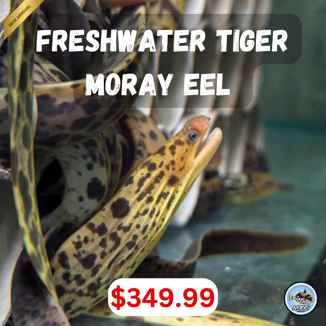 EEL Freshwater Tiger Moray – Melbourne Tropical Fish