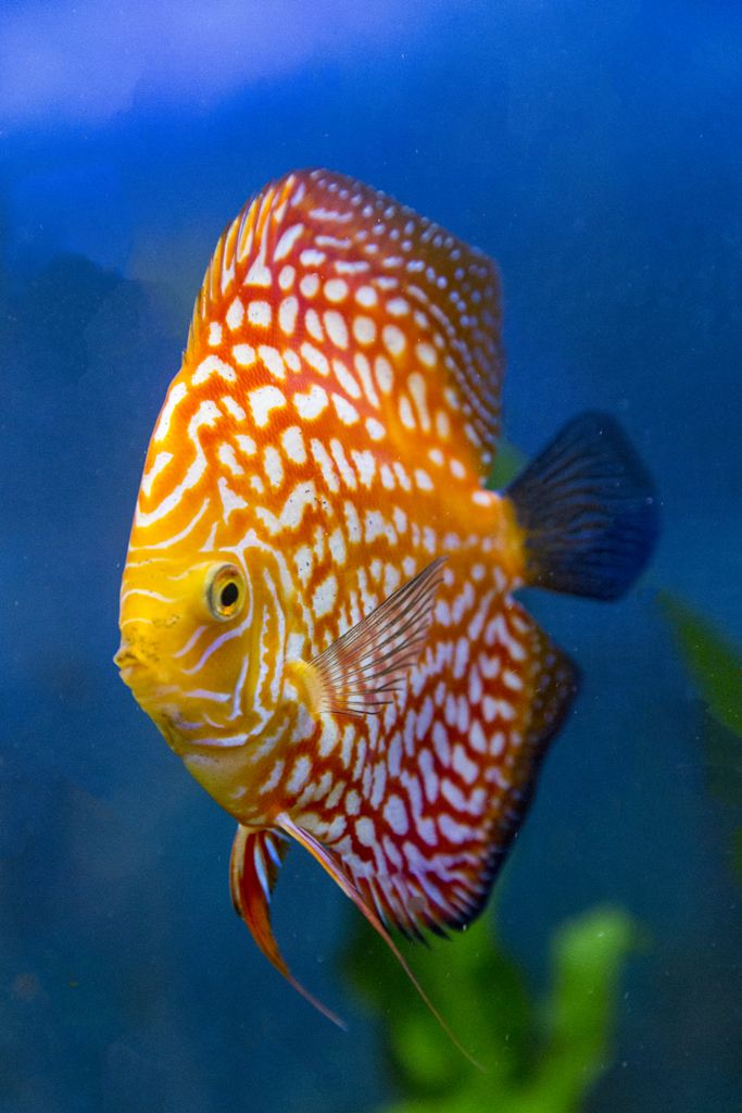 Golden Checkerboard Discus 18 to 20cm – Melbourne Tropical Fish
