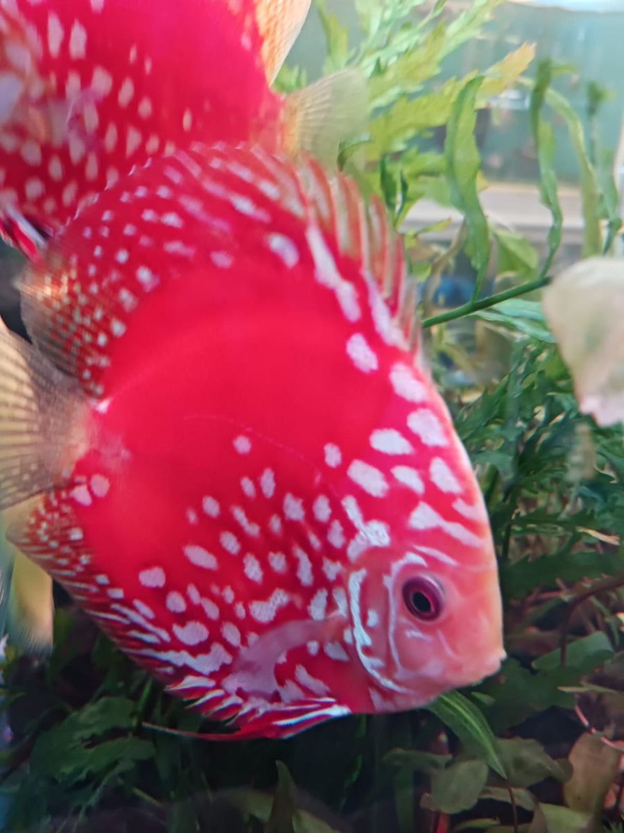 Red Blood Map Discus 9cm – Melbourne Tropical Fish