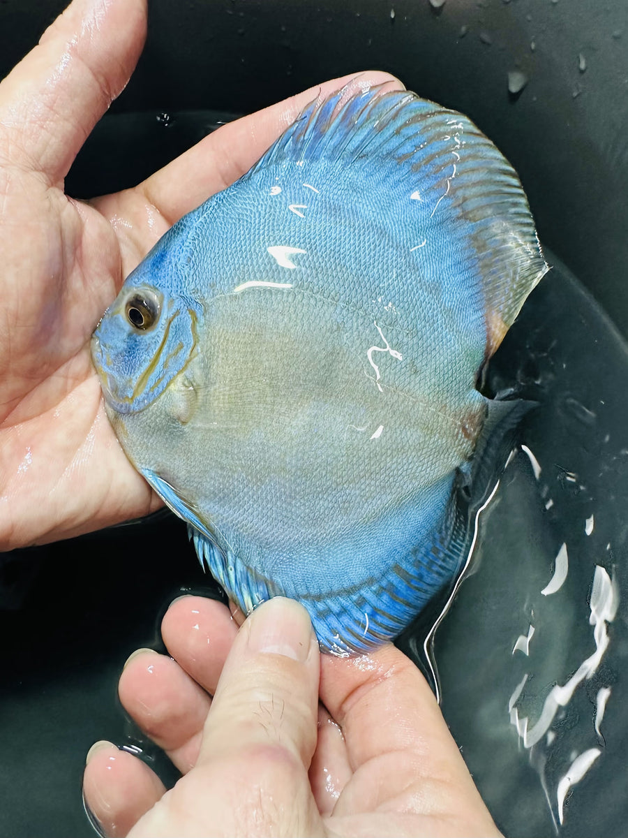 Cobalt Discus 8cm – Melbourne Tropical Fish