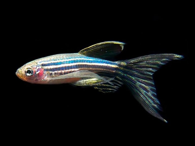Long fin Zebra Danio – Melbourne Tropical Fish