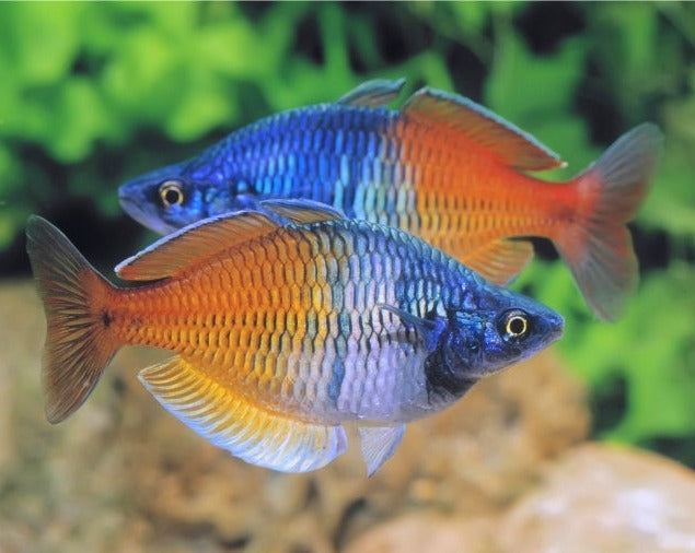 Buy Aquarium Fish & Aquatic Plants Online | Melbourne Tropical Fish