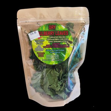 Mulberry Leaf – Melbourne Tropical Fish