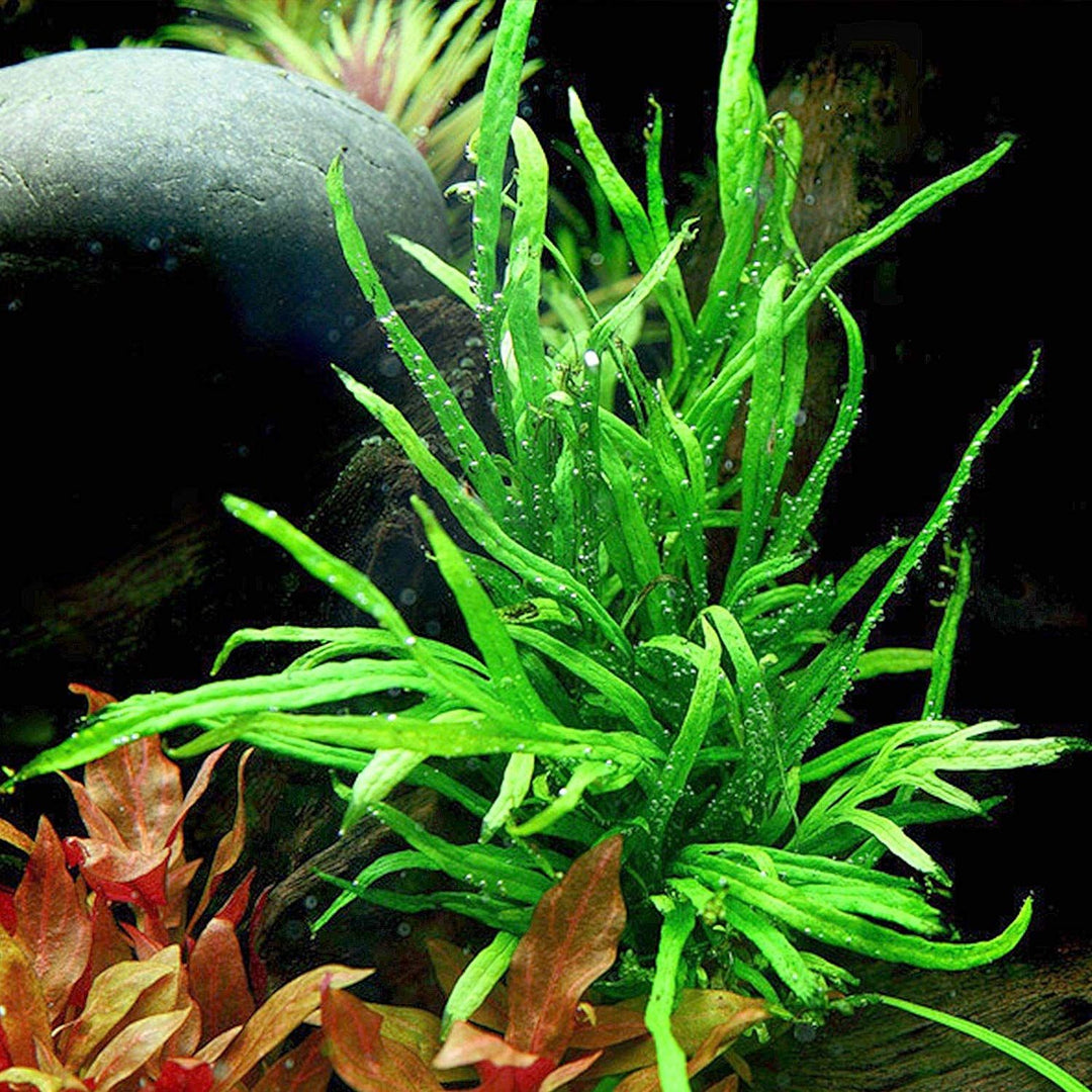 Philippine Java Fern – Melbourne Tropical Fish