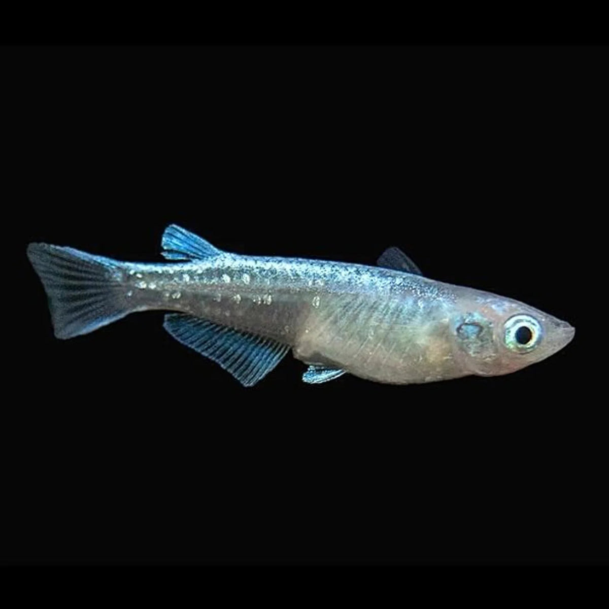 Japanese Medaka Platinum Ricefish – Melbourne Tropical Fish