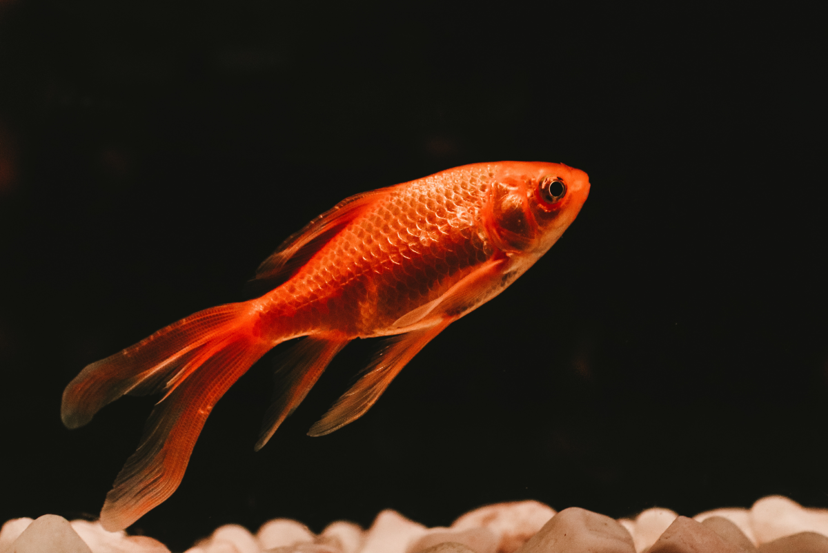 Red Comet Goldfish 9 to 10cm – Melbourne Tropical Fish