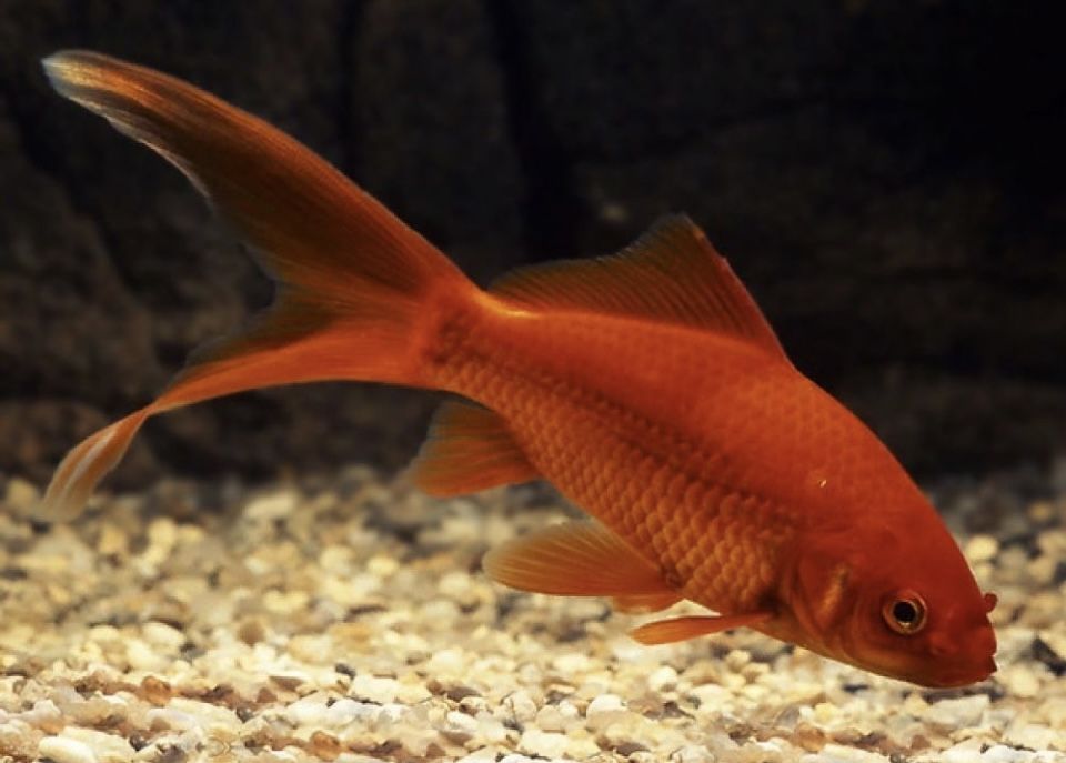 Red Comets Large 17 - 20cm – Melbourne Tropical Fish