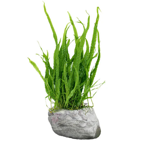 Needle Leaf Java Fern – Melbourne Tropical Fish