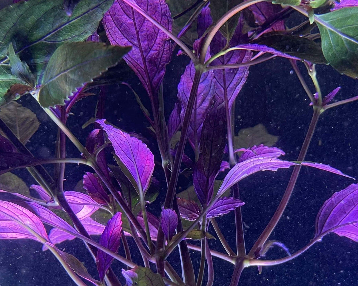 Purple Temple – Melbourne Tropical Fish