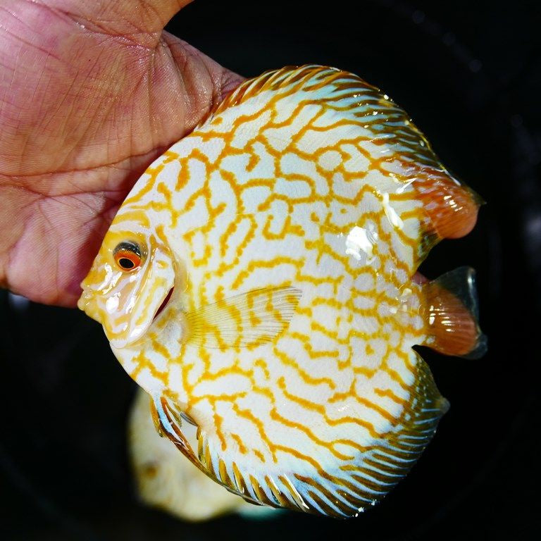 Yellow Checkerboard Discus 9cm – Melbourne Tropical Fish