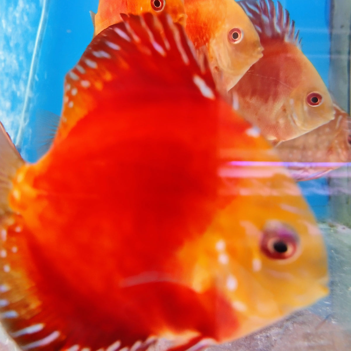 Red Aquarius Discus – Melbourne Tropical Fish