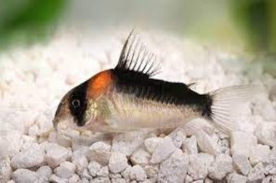 Adolfoi Cory – Melbourne Tropical Fish