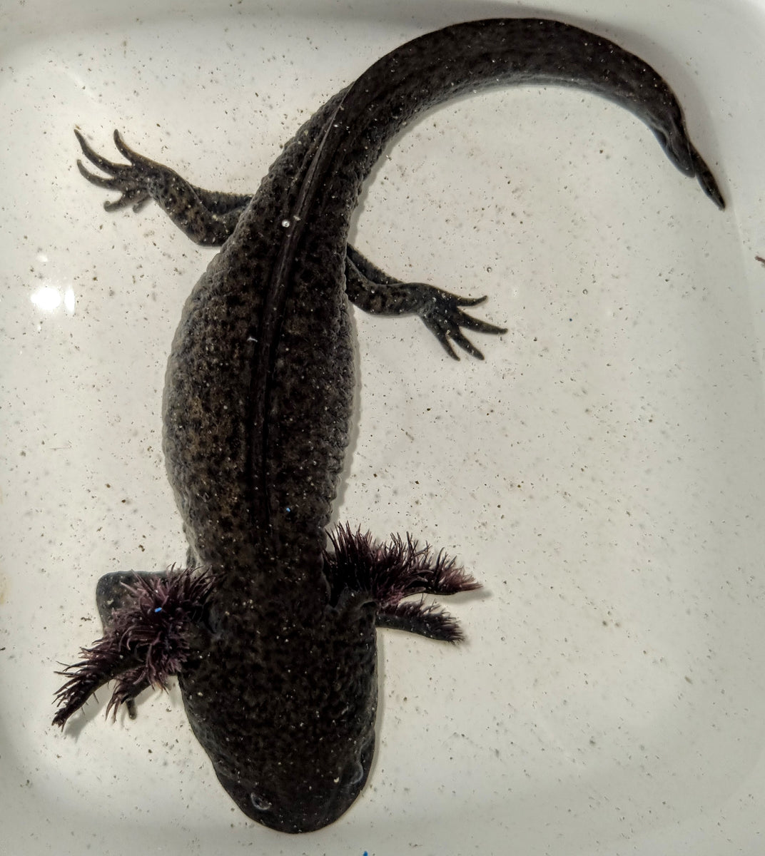 Axolotl Assorted – Melbourne Tropical Fish