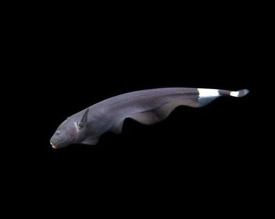 Black Ghost knife Fish – Melbourne Tropical Fish