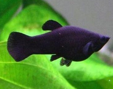 Black Molly Fish