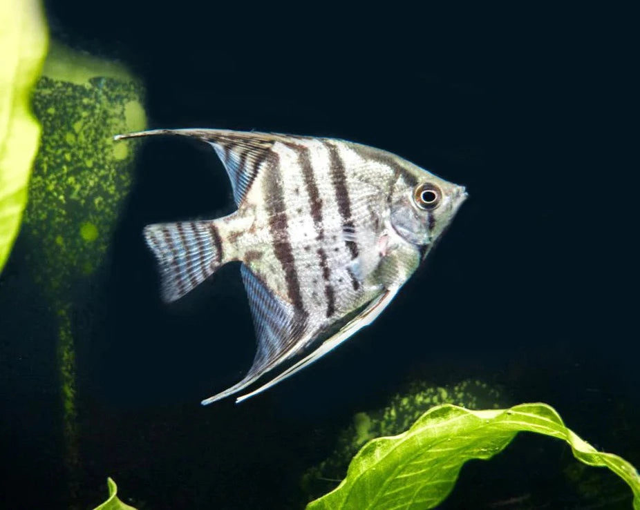 Pinoy Angel – Melbourne Tropical Fish