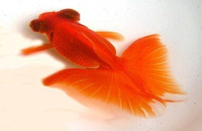Butterfly Tail Goldfish – Melbourne Tropical Fish