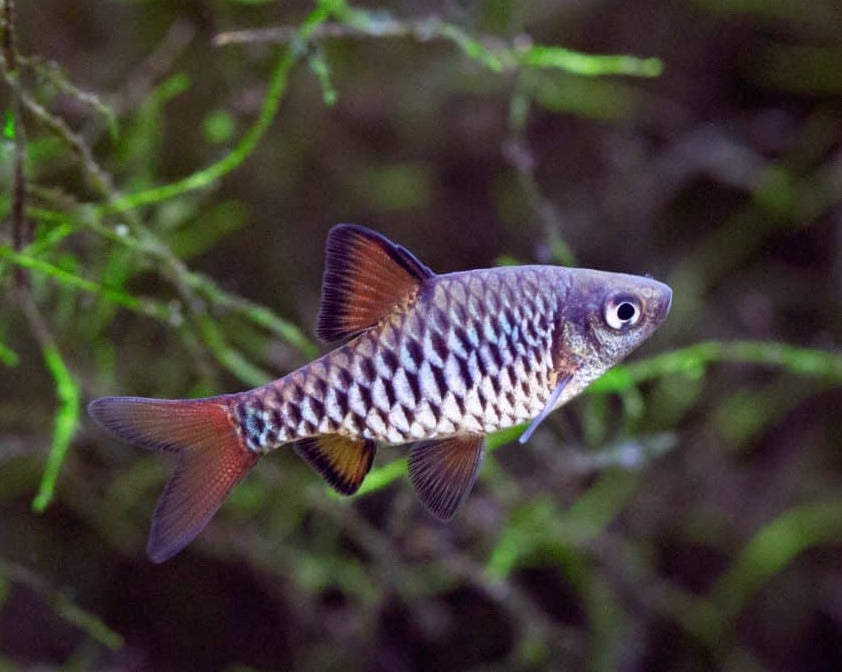 Checker Barb – Melbourne Tropical Fish