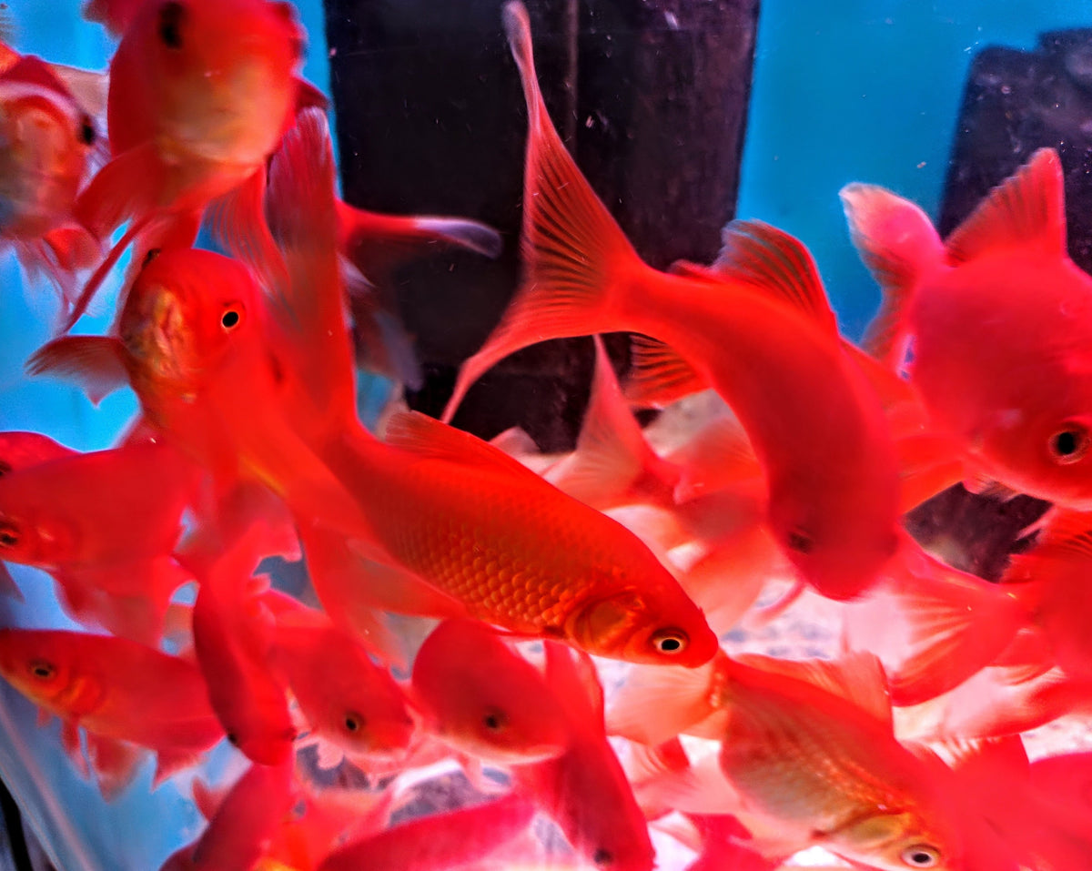 Red Comet Goldfish Bulk Deal 20 fish – Melbourne Tropical Fish
