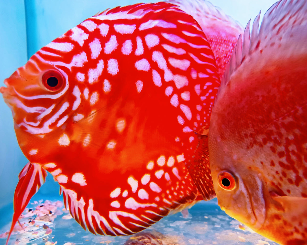Red Checkerboard Discus Adult – Melbourne Tropical Fish