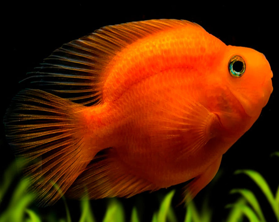 Blood Parrot – Melbourne Tropical Fish