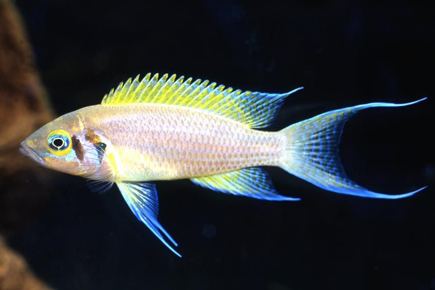 Daffodil Princess cichlid – Melbourne Tropical Fish
