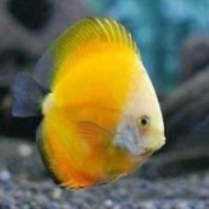 Discus Gold – Melbourne Tropical Fish