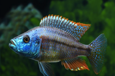 Eye Biter – Melbourne Tropical Fish