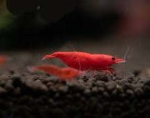 Fire Red Shrimp – Melbourne Tropical Fish