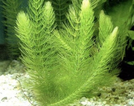 Foxtail plant – Melbourne Tropical Fish