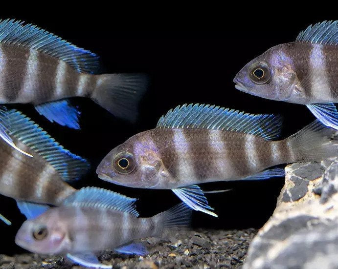 Juvenile Frontosa Cichlid