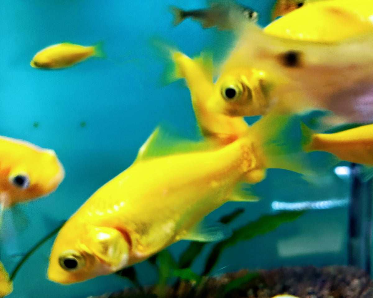Golden Comet (Carassius auratus) – Melbourne Tropical Fish