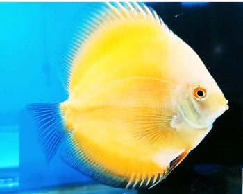 Yellow Checkerboard Pigeon Discus 10cm – Melbourne Tropical Fish