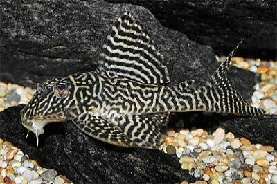L066 Catfish – Melbourne Tropical Fish