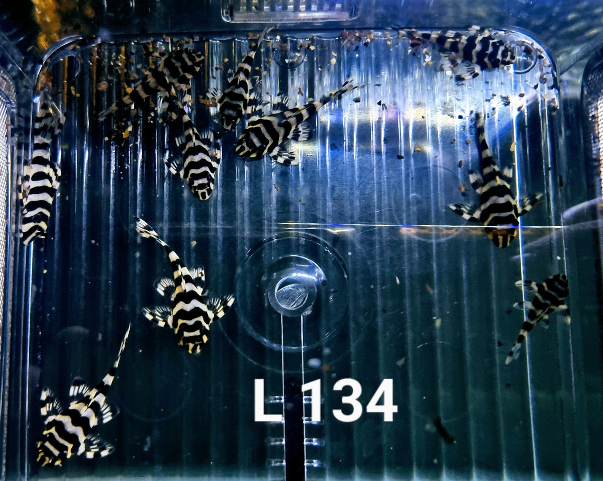 L134 Fine Line Pekoltia Compta (Leopard Frog Pleco) Catfish – Melbourne ...